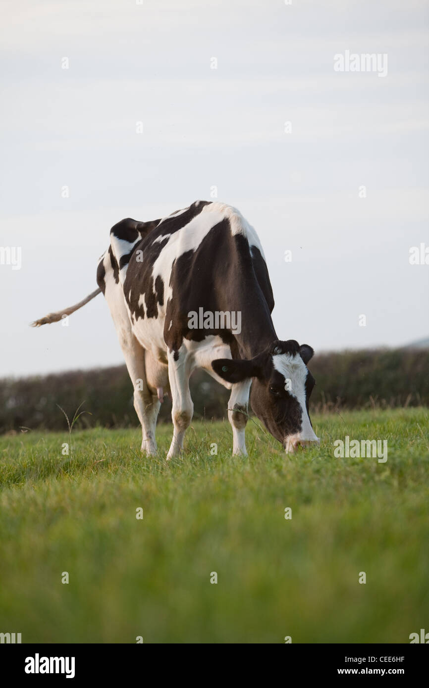 Holstein-Friesian cattle (black and white) at Brue Valley Farm in ...