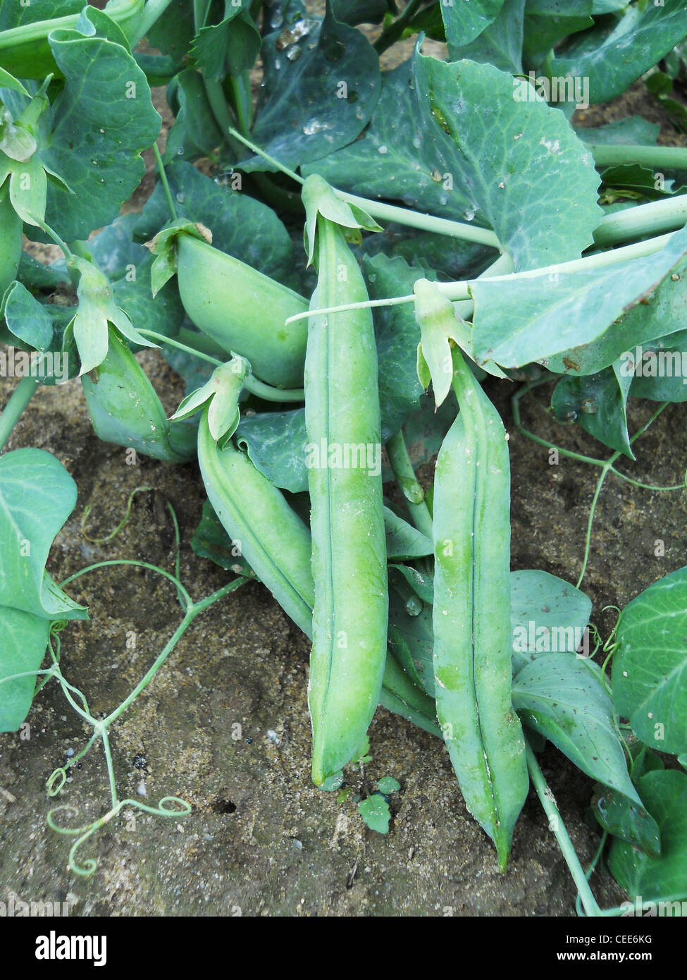 pea,peas,farm,bob,green growing, growth,fresh Stock Photo - Alamy