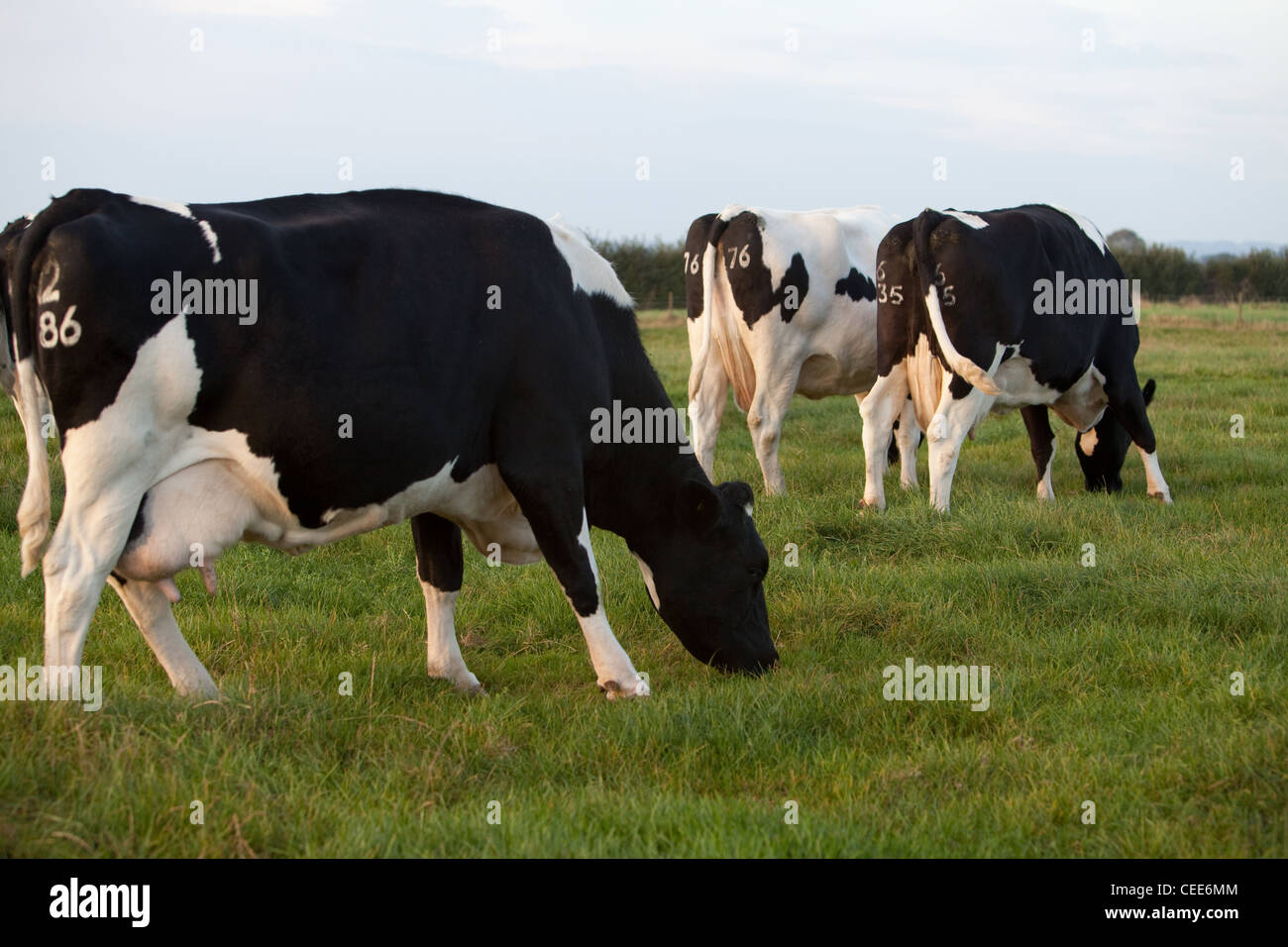 Holstein-Friesian cattle (black and white) at Brue Valley Farm in ...