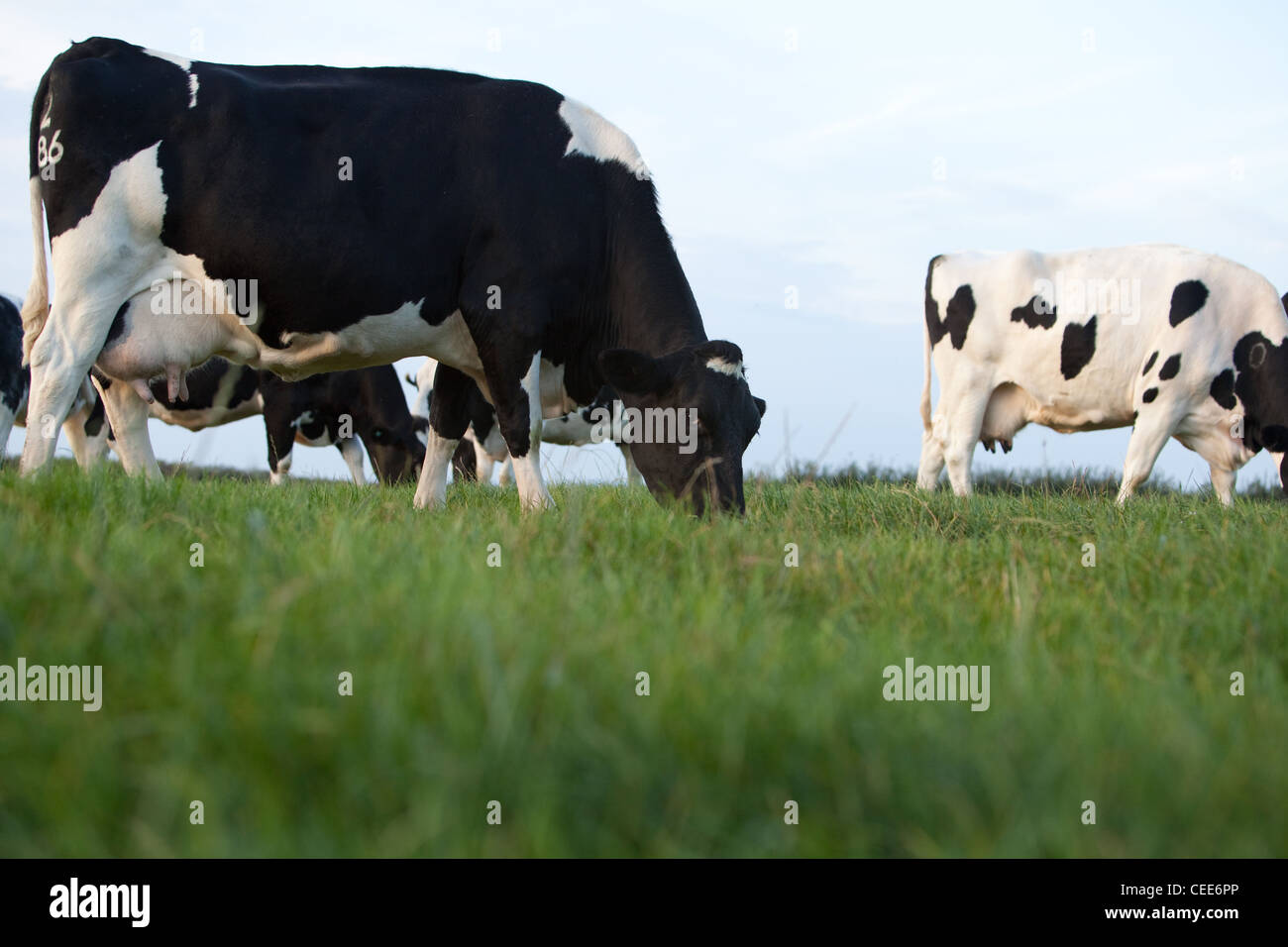 Holstein-Friesian cattle (black and white) at Brue Valley Farm in ...