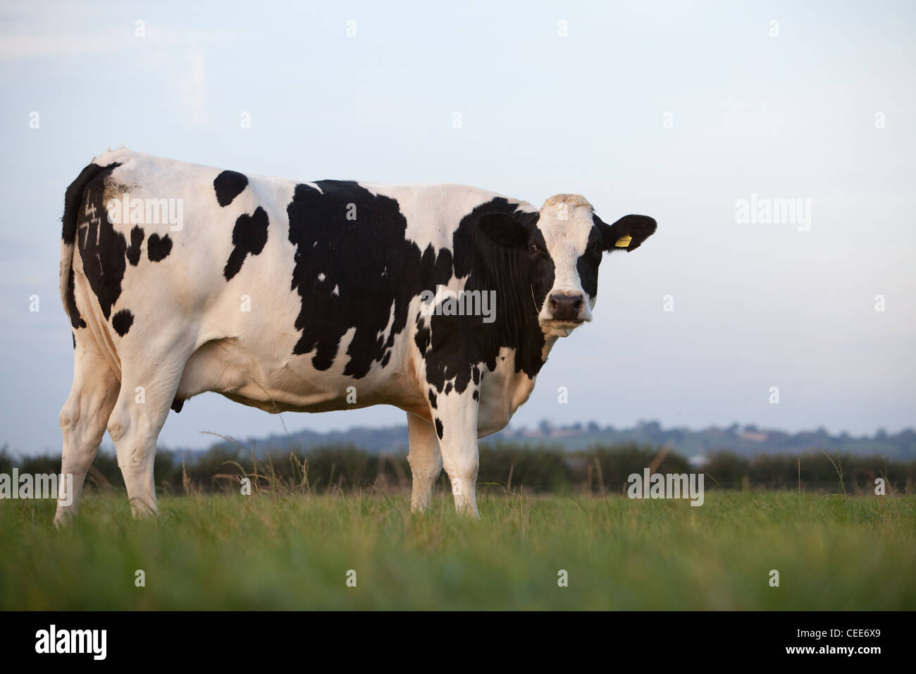 Brue valley farm hi-res stock photography and images - Alamy