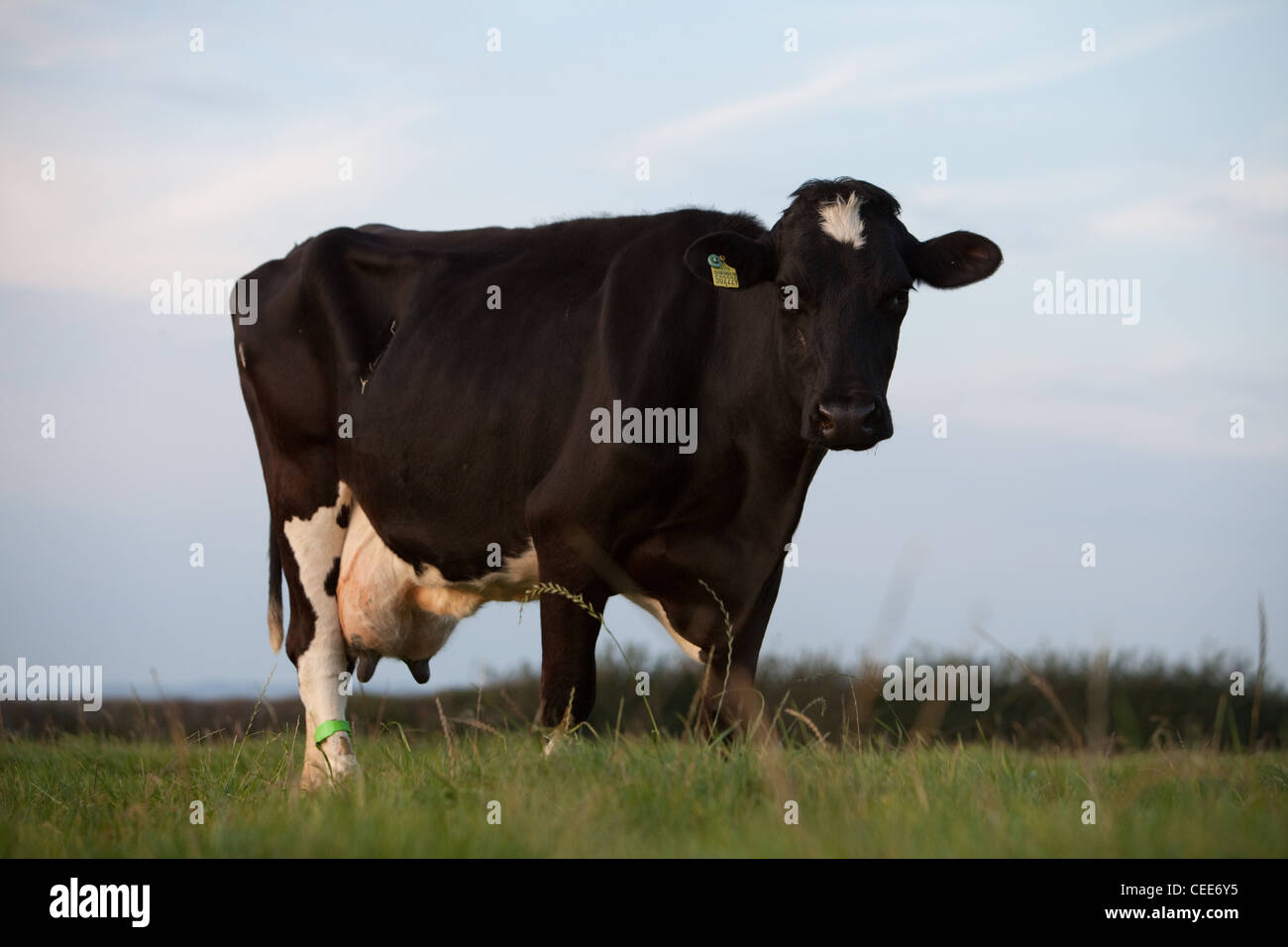 Friendly holstein friesian cattle hi-res stock photography and images ...