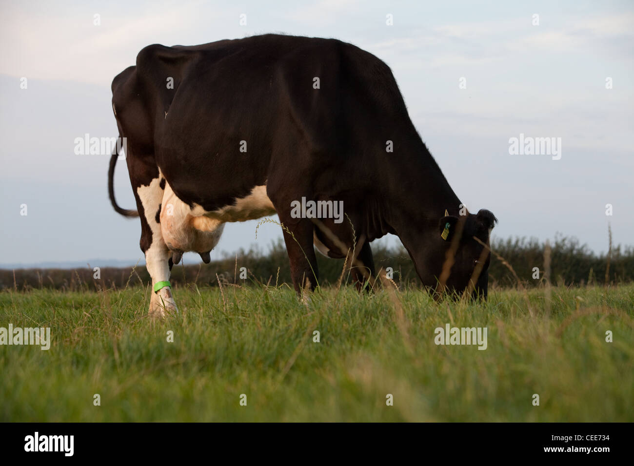Holstein-Friesian cattle (black and white) at Brue Valley Farm in ...