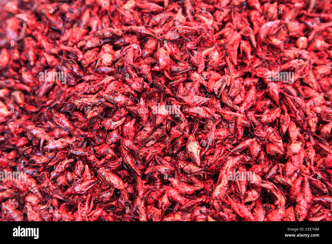 Chapulines, Fried Grasshoppers, Oaxaca City, Oaxaca, Mexico, Latin ...