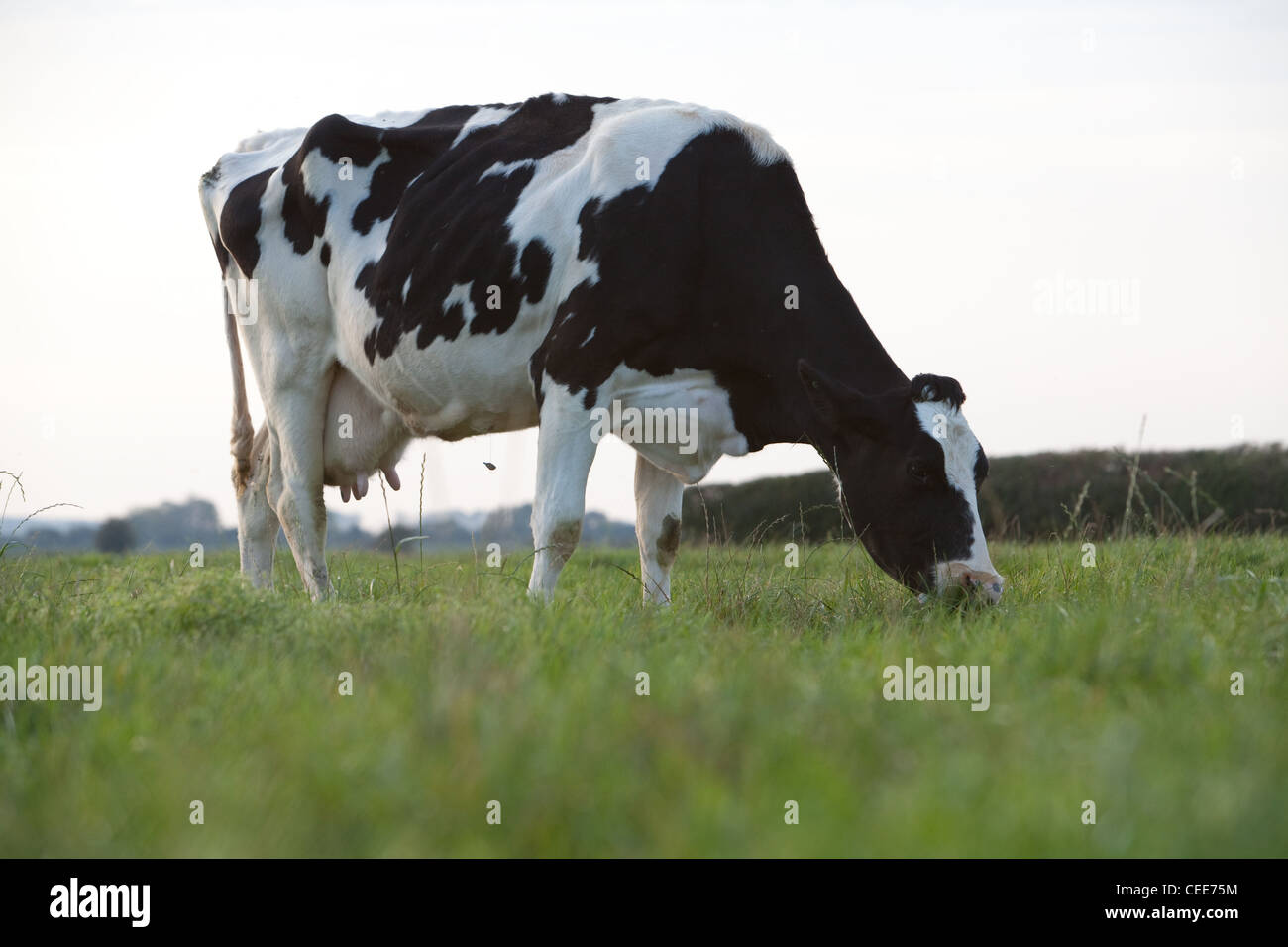 Friendly holstein friesian cattle hi-res stock photography and images ...
