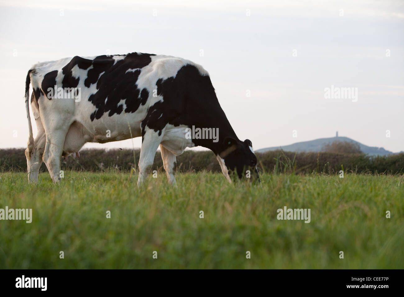 Holstein friesian cow dairy hi-res stock photography and images - Alamy