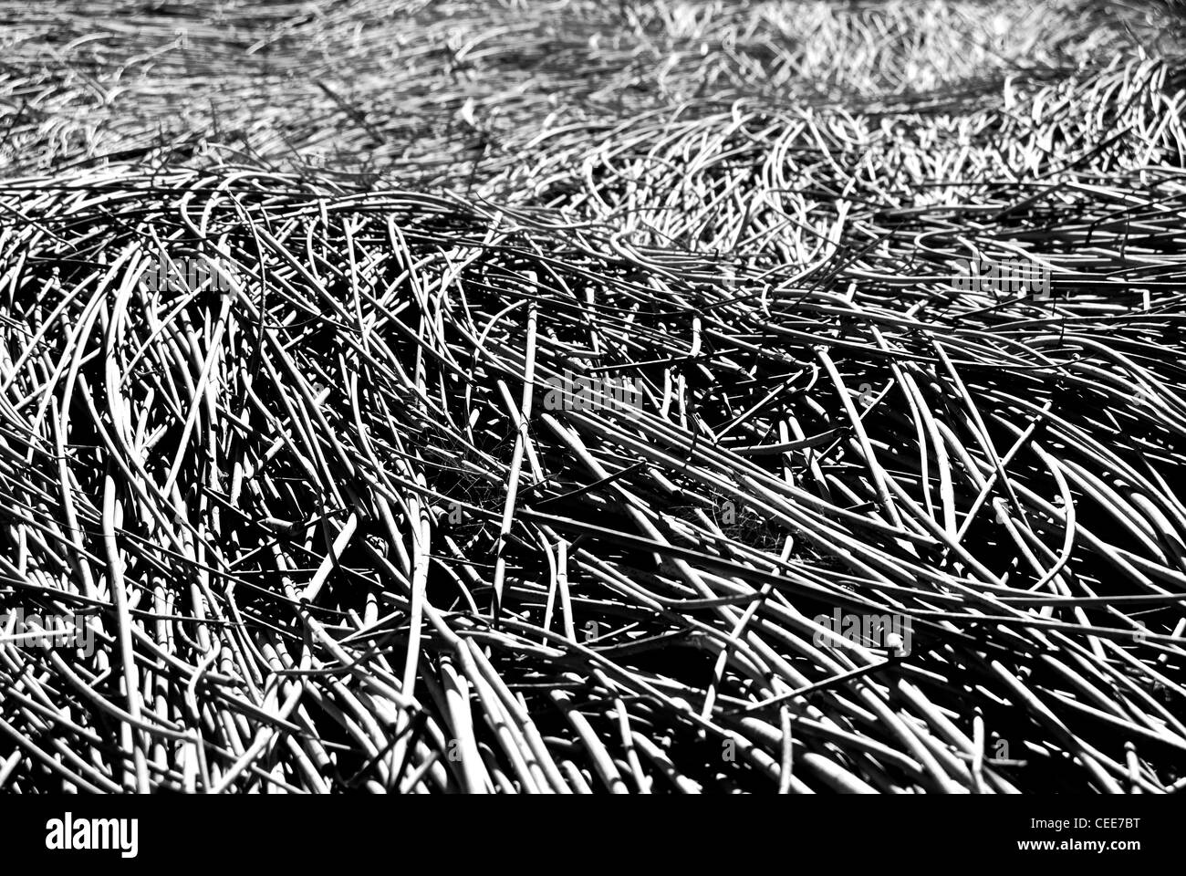 Dead weeds Black and White Stock Photos & Images - Alamy