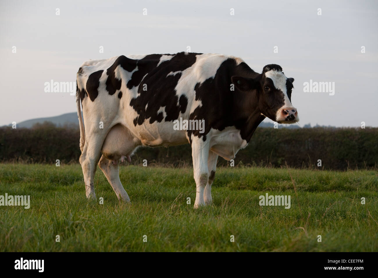 Holstein-Friesian cattle (black and white) at Brue Valley Farm in ...