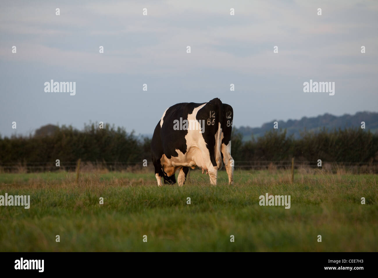 Friendly holstein friesian cattle hi-res stock photography and images ...