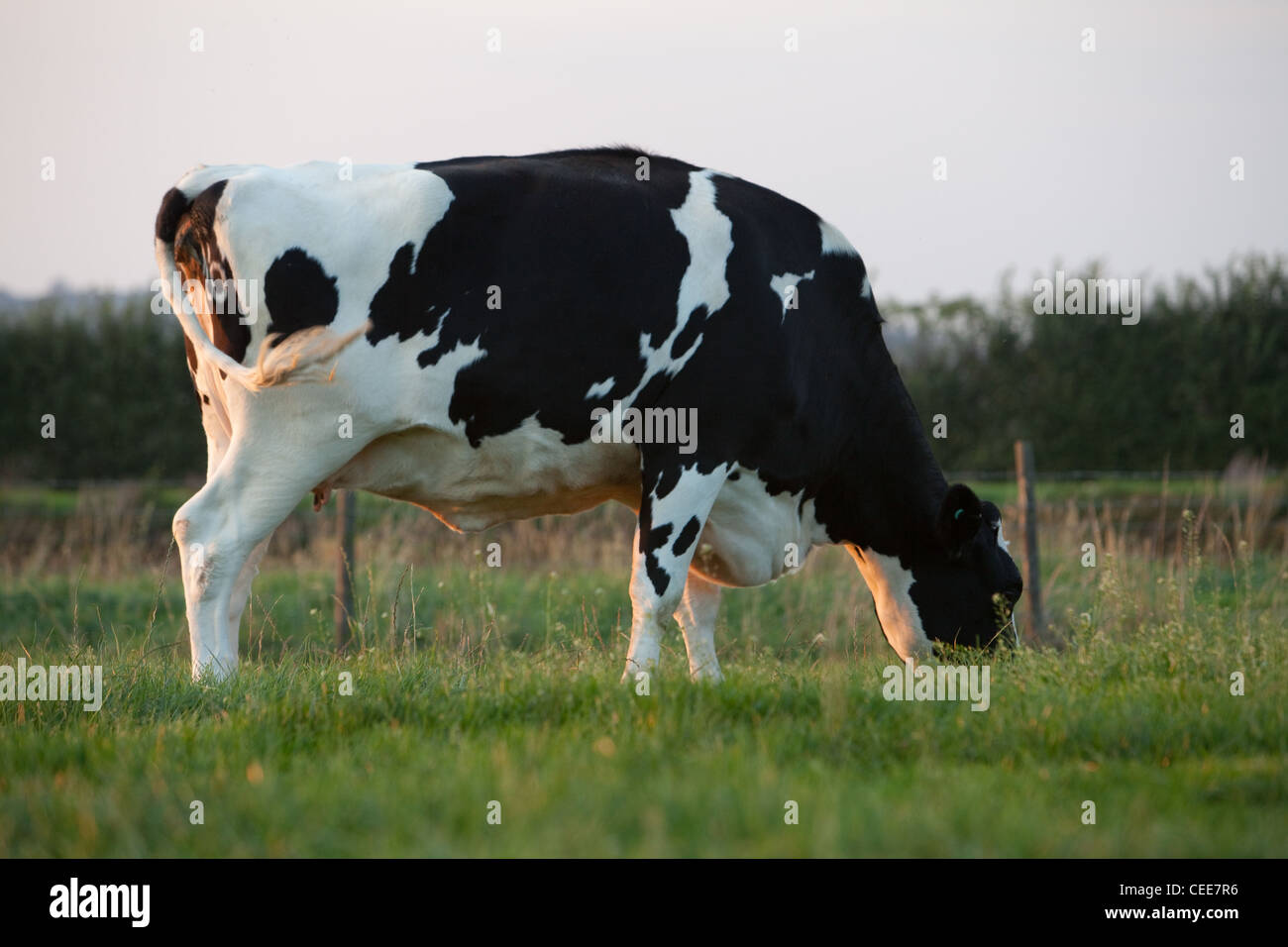 Holstein-Friesian cattle (black and white) at Brue Valley Farm in ...