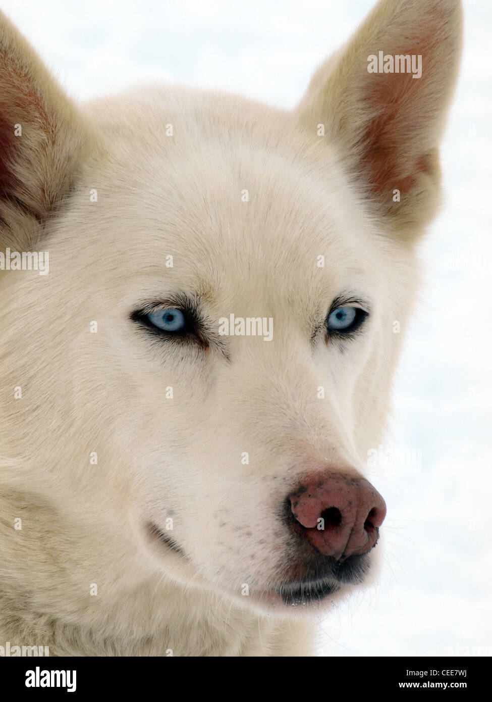 Sleighdogs hi-res stock photography and images - Alamy