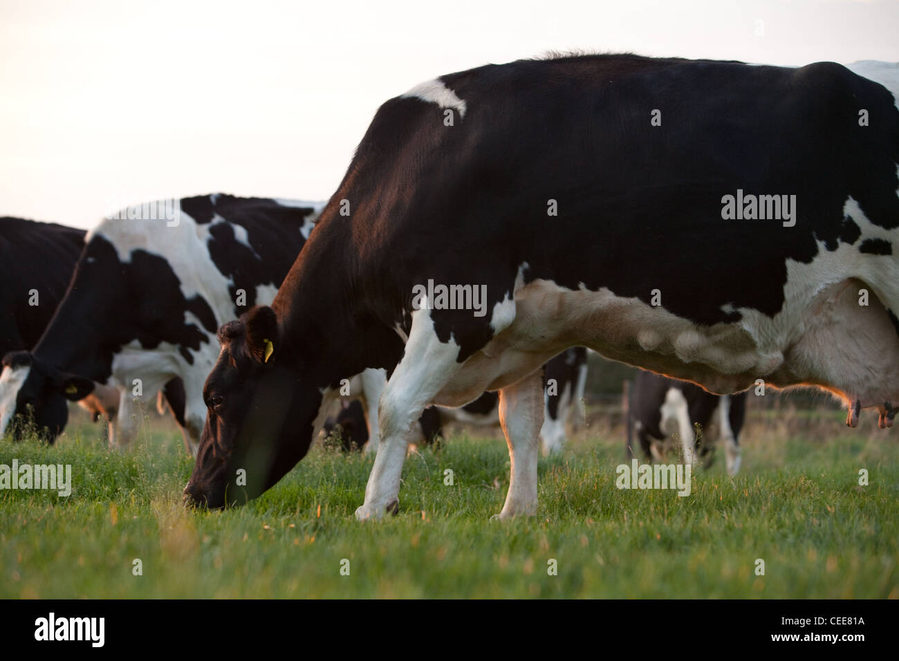 Holstein-Friesian cattle (black and white) at Brue Valley Farm in ...