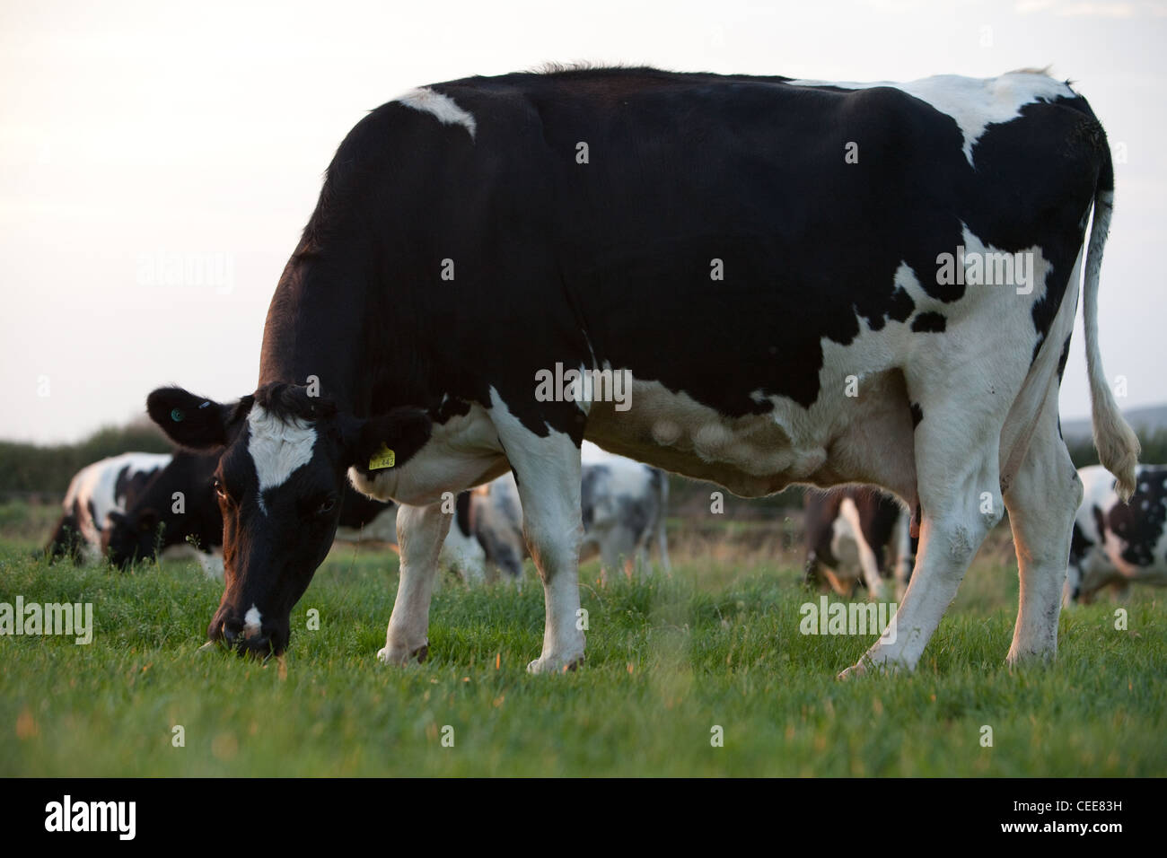 Brue valley farm hi-res stock photography and images - Alamy