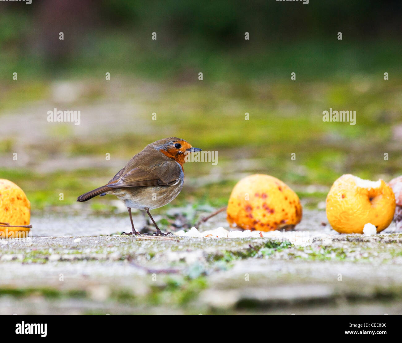 European robin redbreast hi-res stock photography and images - Alamy