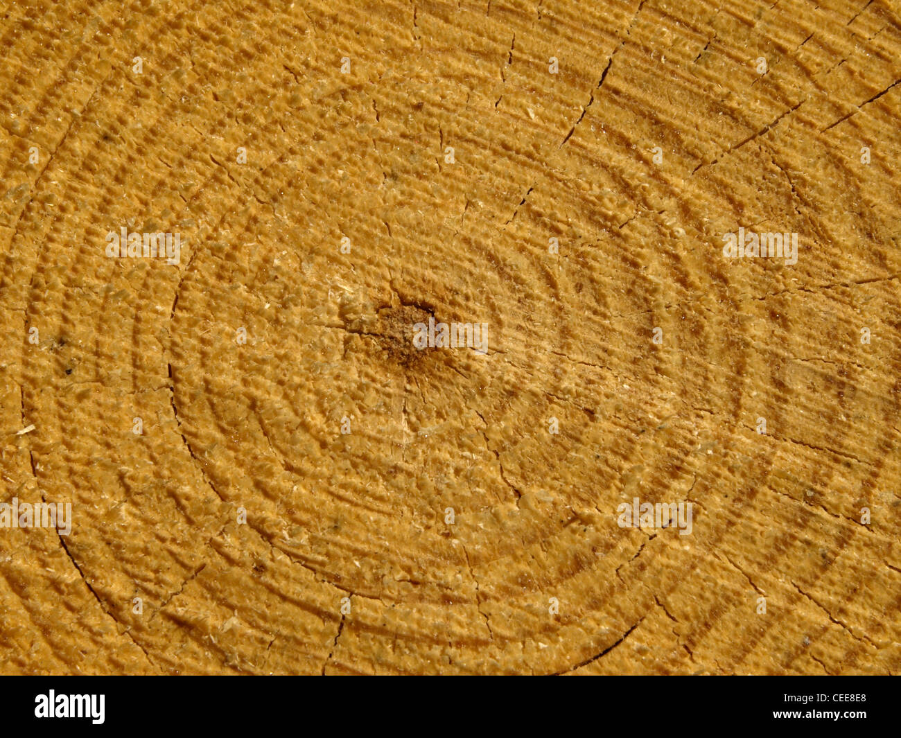 wood shapes of a tree Stock Photo - Alamy