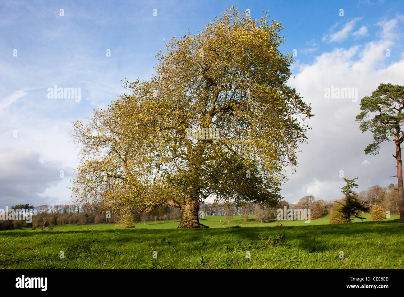 mature sycamore tree landscape Stock Photo - Alamy