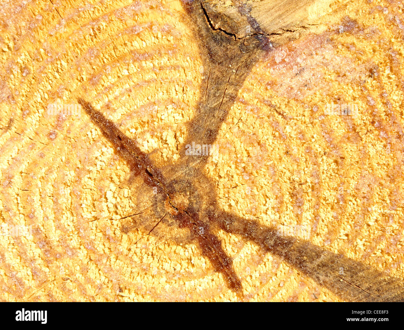 wood shapes of a tree Stock Photo - Alamy