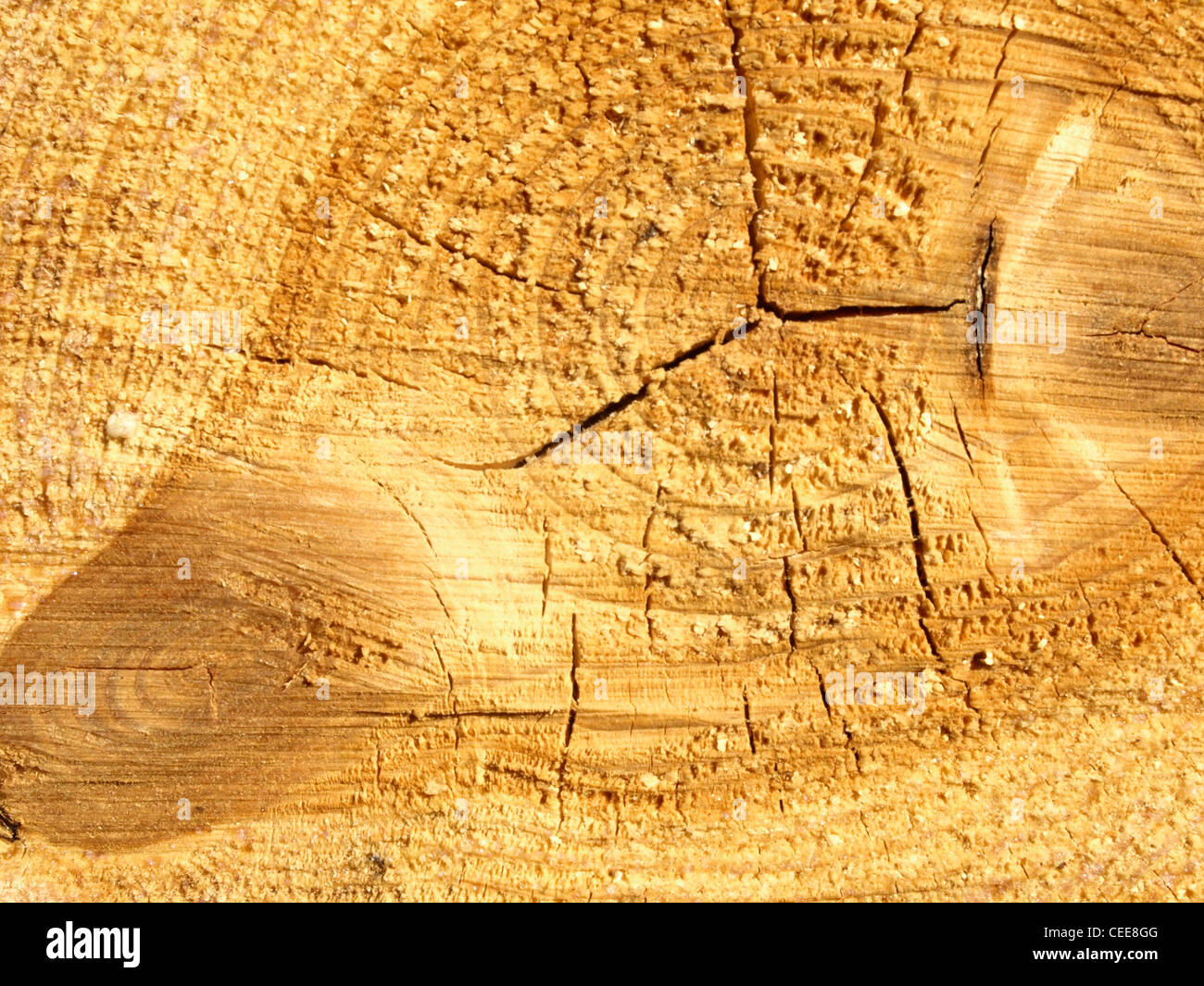 wood shapes of a tree Stock Photo - Alamy