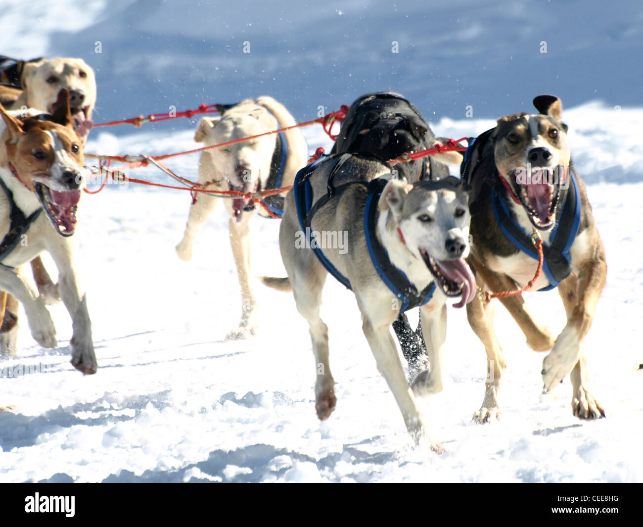 sledgedogs in a competition on snow Stock Photo - Alamy