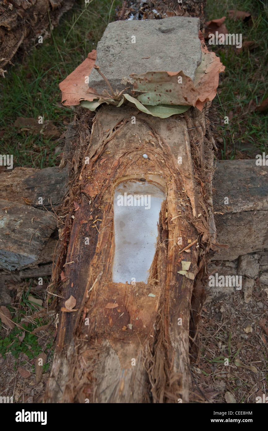 A Costa Rican family makes moonshine from the local trees Stock Photo ...