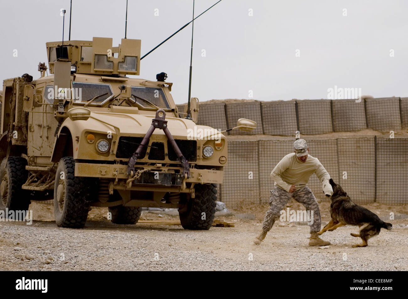 1 military working dogs hi-res stock photography and images - Alamy