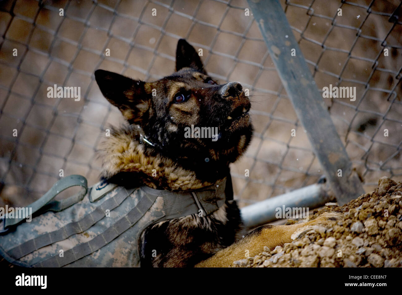 1 military working dogs hi-res stock photography and images - Alamy