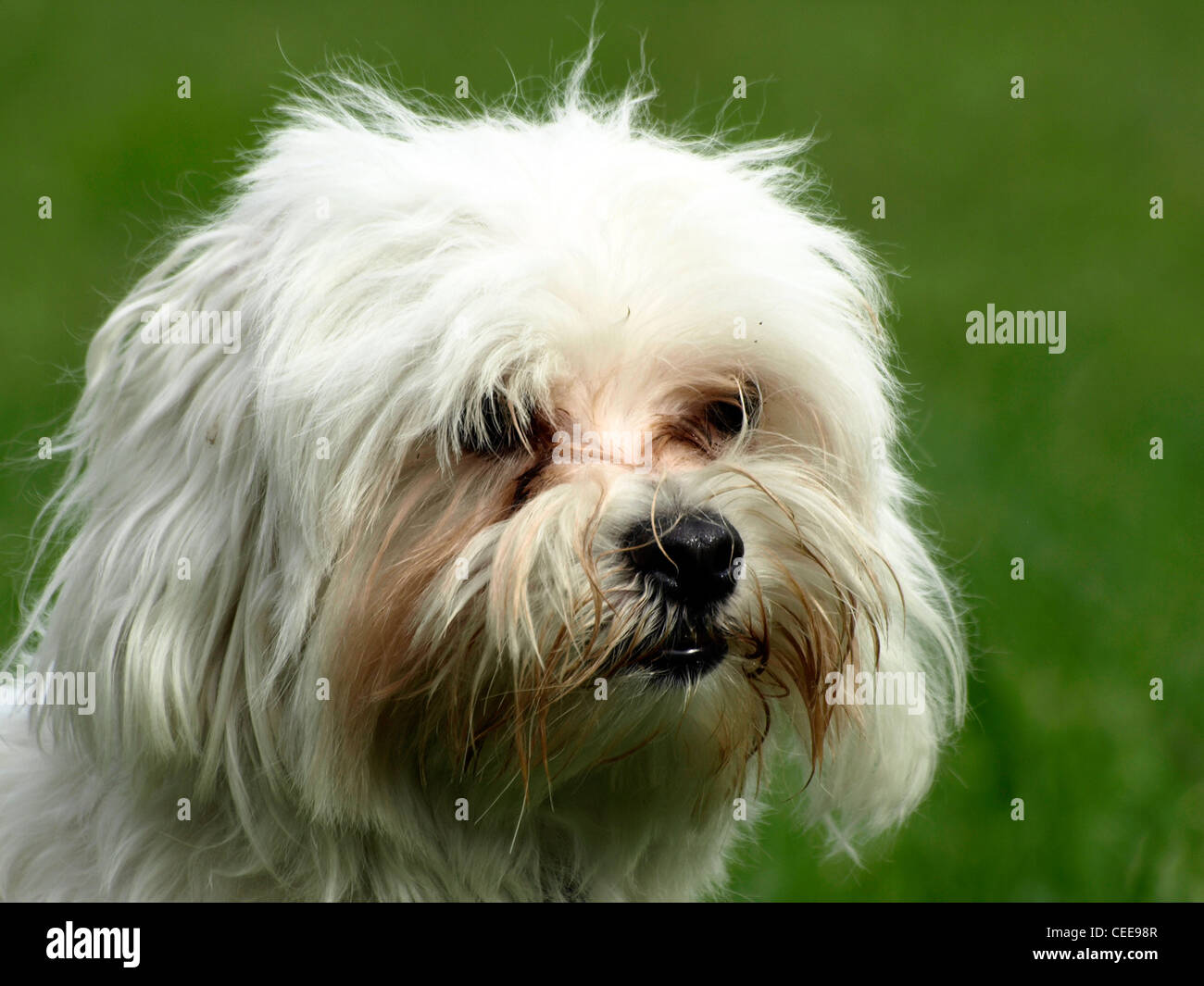 Bichon maltés hi-res stock photography and images - Alamy