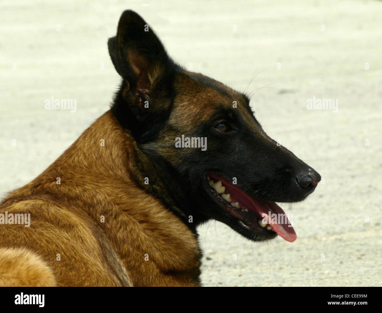 police dog training Stock Photo - Alamy