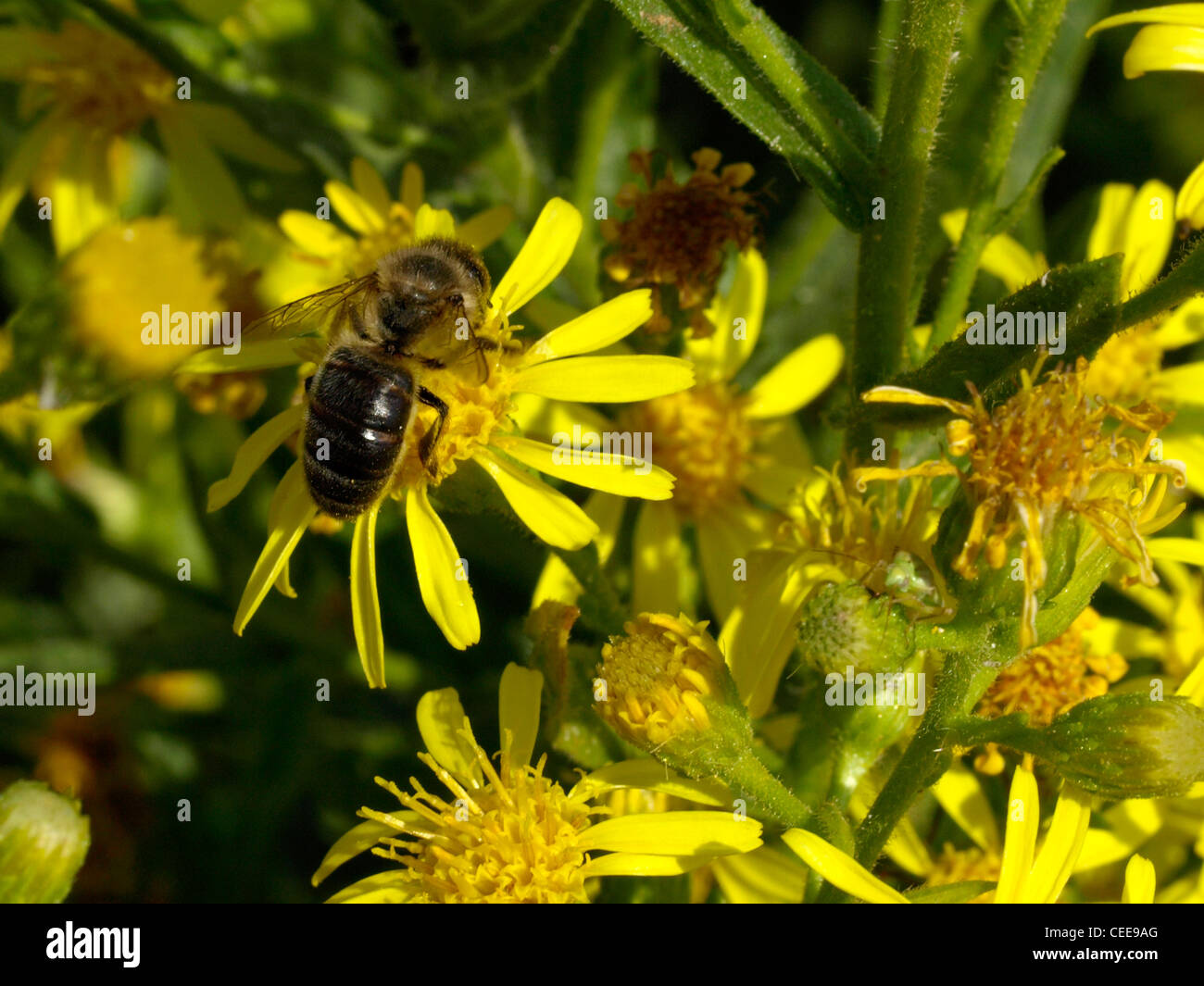 a yellow flower and an insect Stock Photo - Alamy