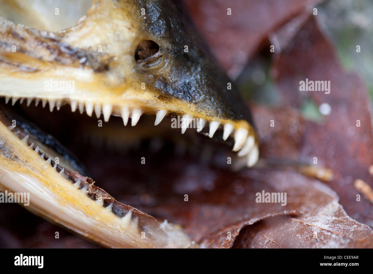 Salmon Teeth