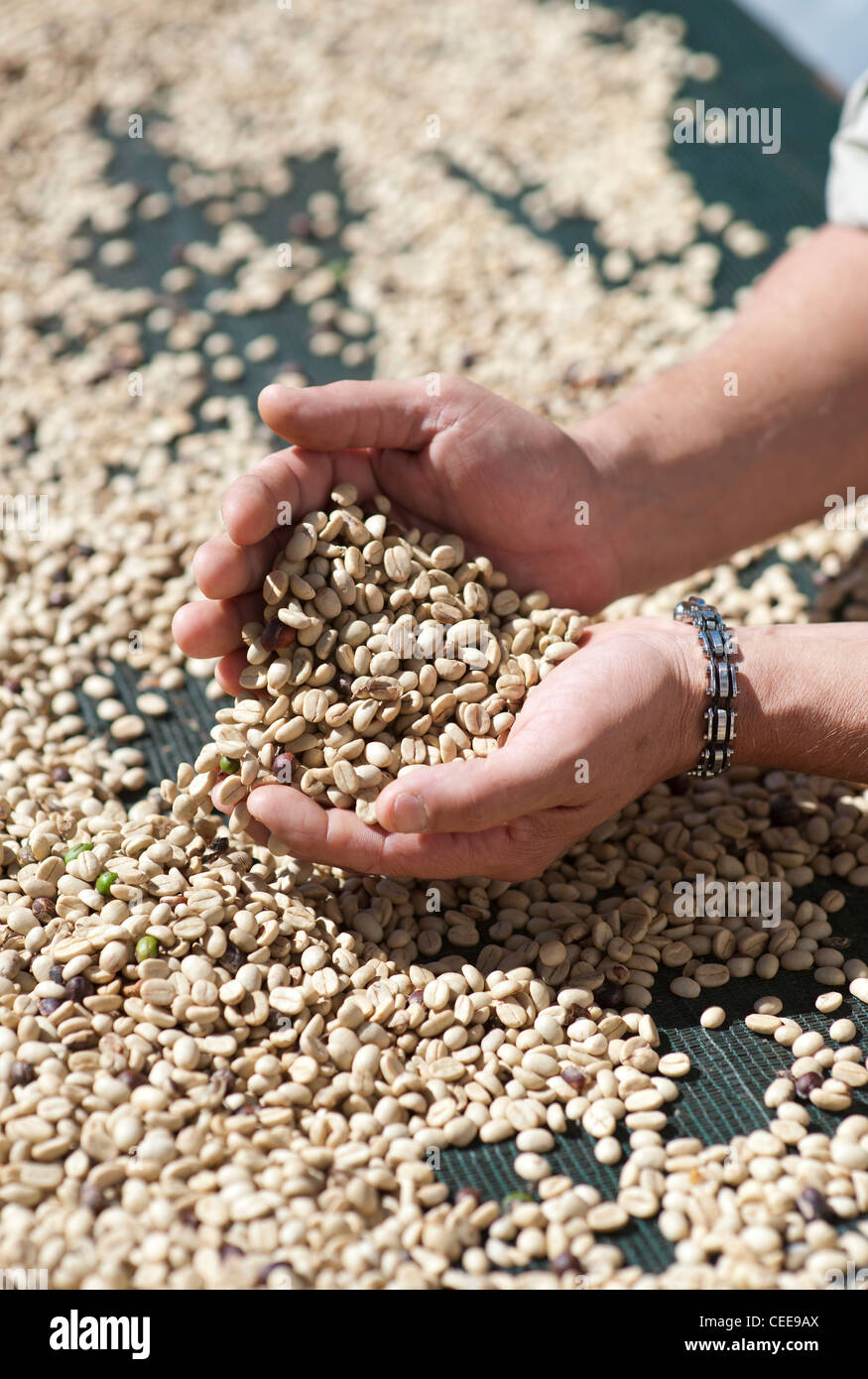 People sorting through coffee beans Stock Photo - Alamy