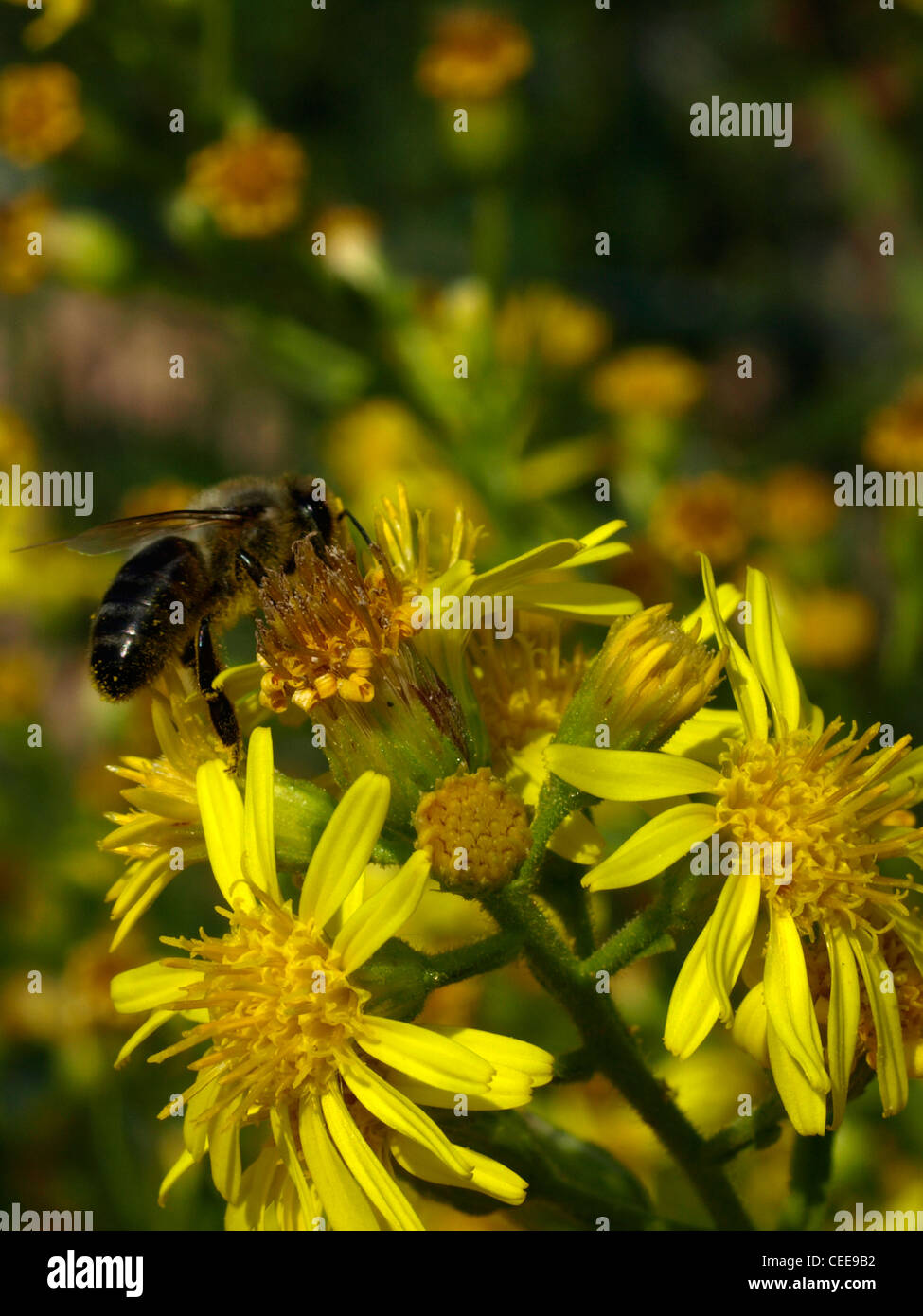 a yellow flower and an insect Stock Photo - Alamy