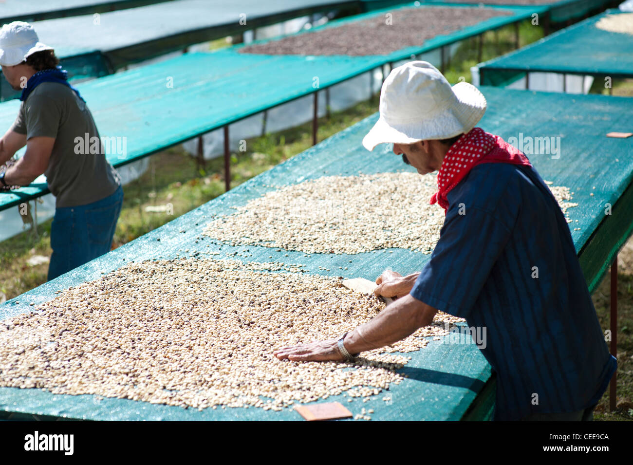 People sorting through coffee beans Stock Photo - Alamy