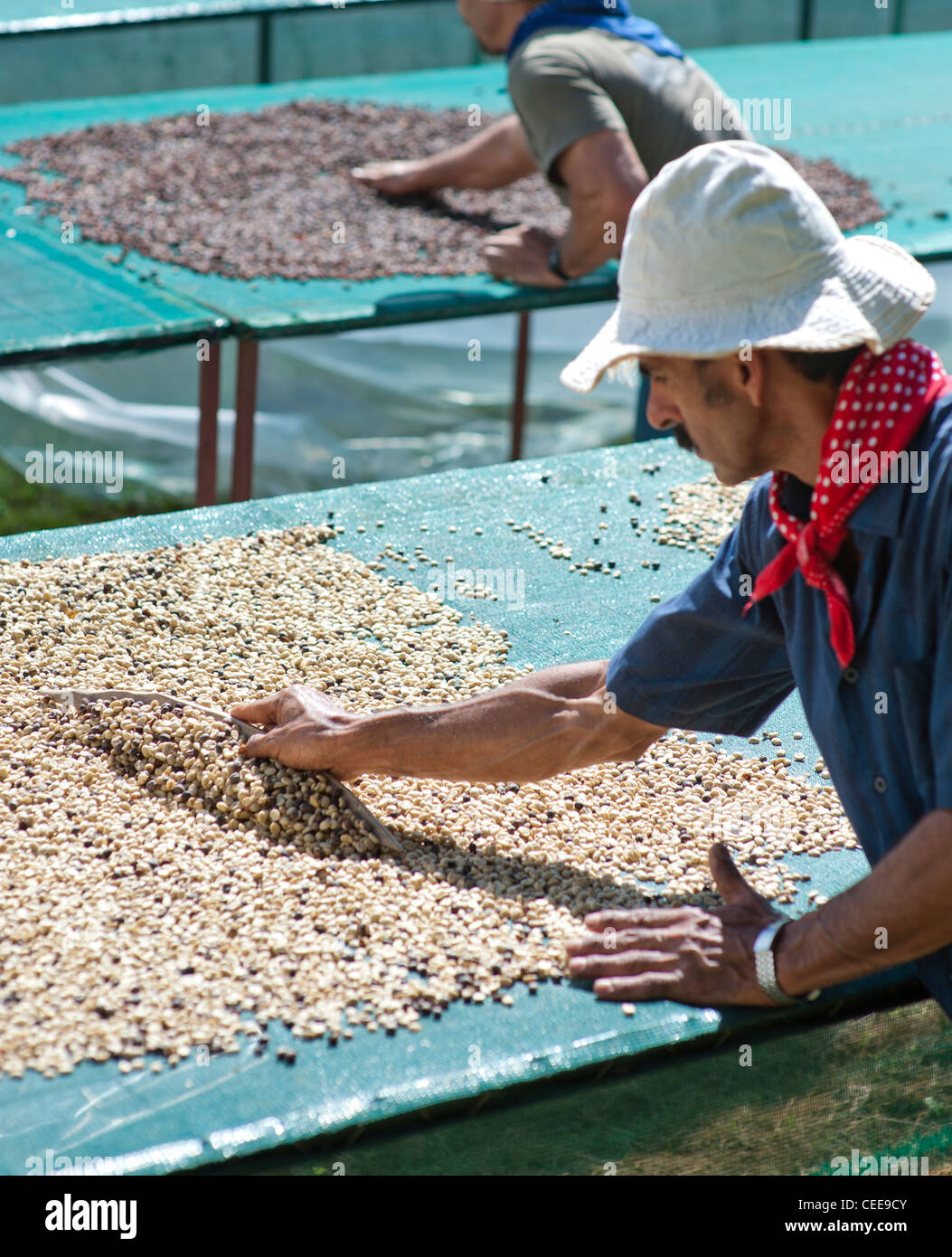 People sorting through coffee beans Stock Photo - Alamy