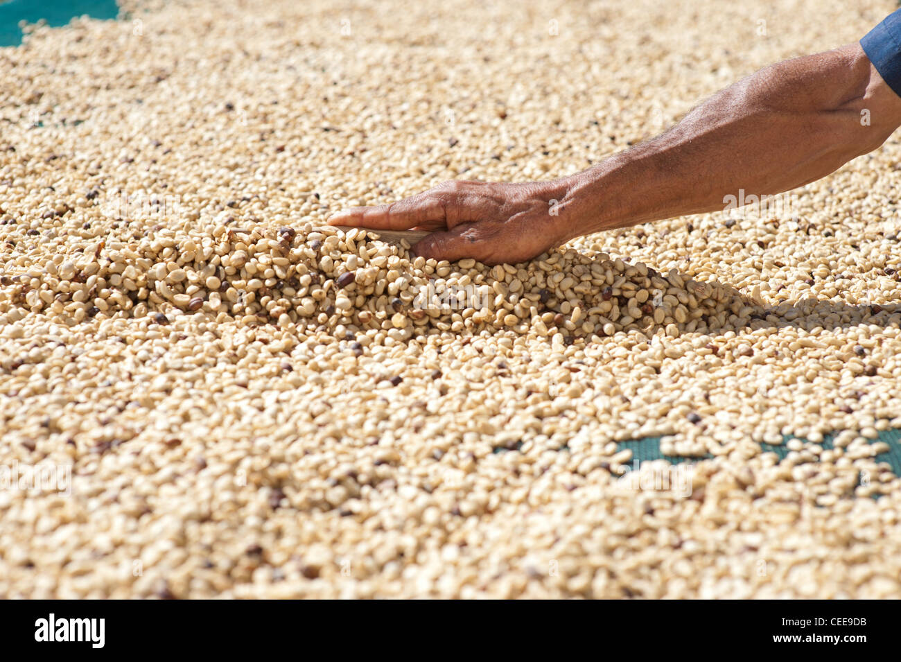 People sorting through coffee beans Stock Photo - Alamy