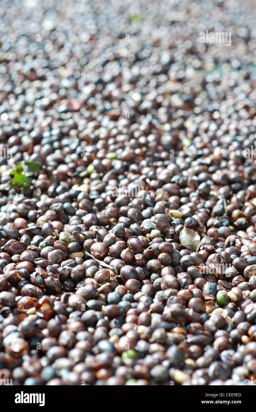 People sorting through coffee beans Stock Photo - Alamy