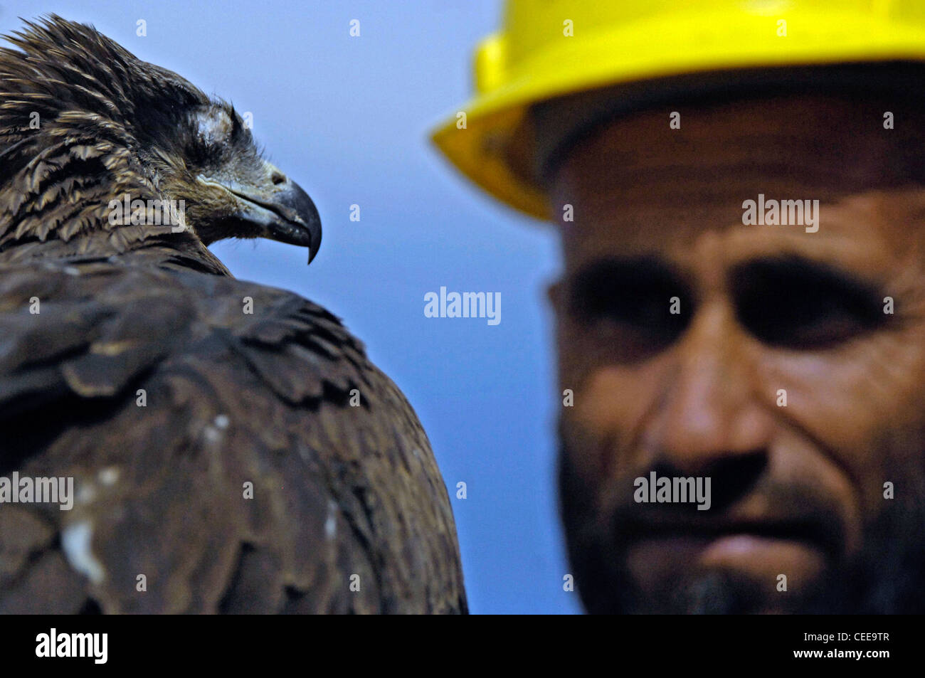 An Afghan falconer holds one of his falcons March 29 at Bagram Airfield ...