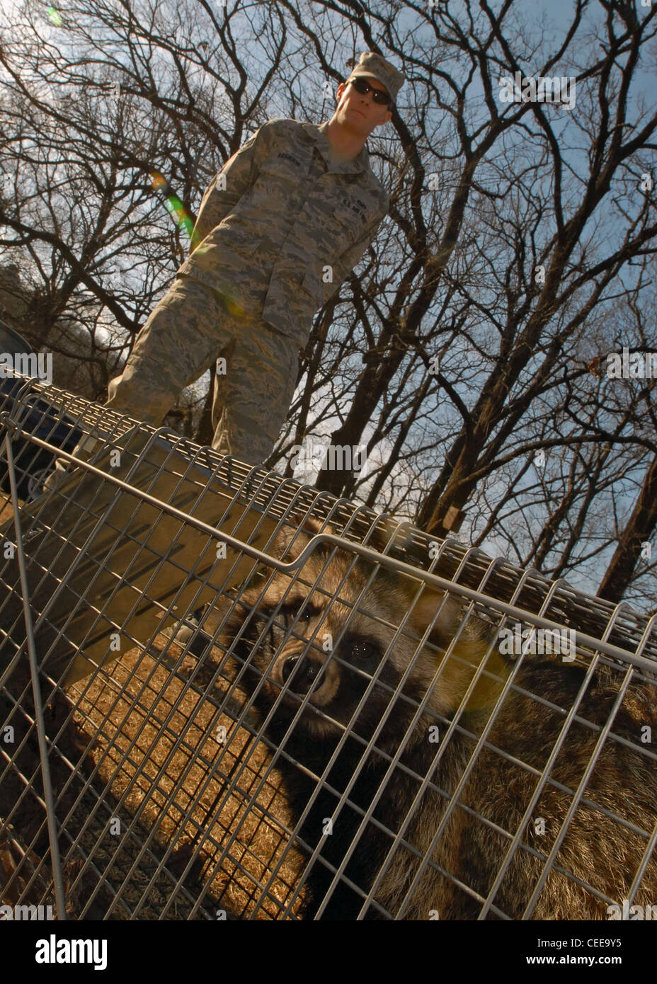 Senior Airman Mark Bashaw prepares to release a raccoon dog Jan. 8 in ...