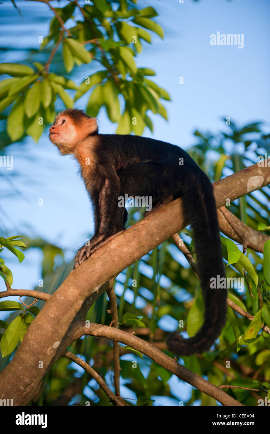 Monkeys on a beach in Costa Rica Stock Photo - Alamy