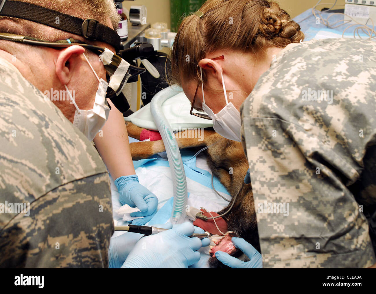 Lt. Col. (Dr.) Mark Henderson drills a hole in the tooth of Air Force ...
