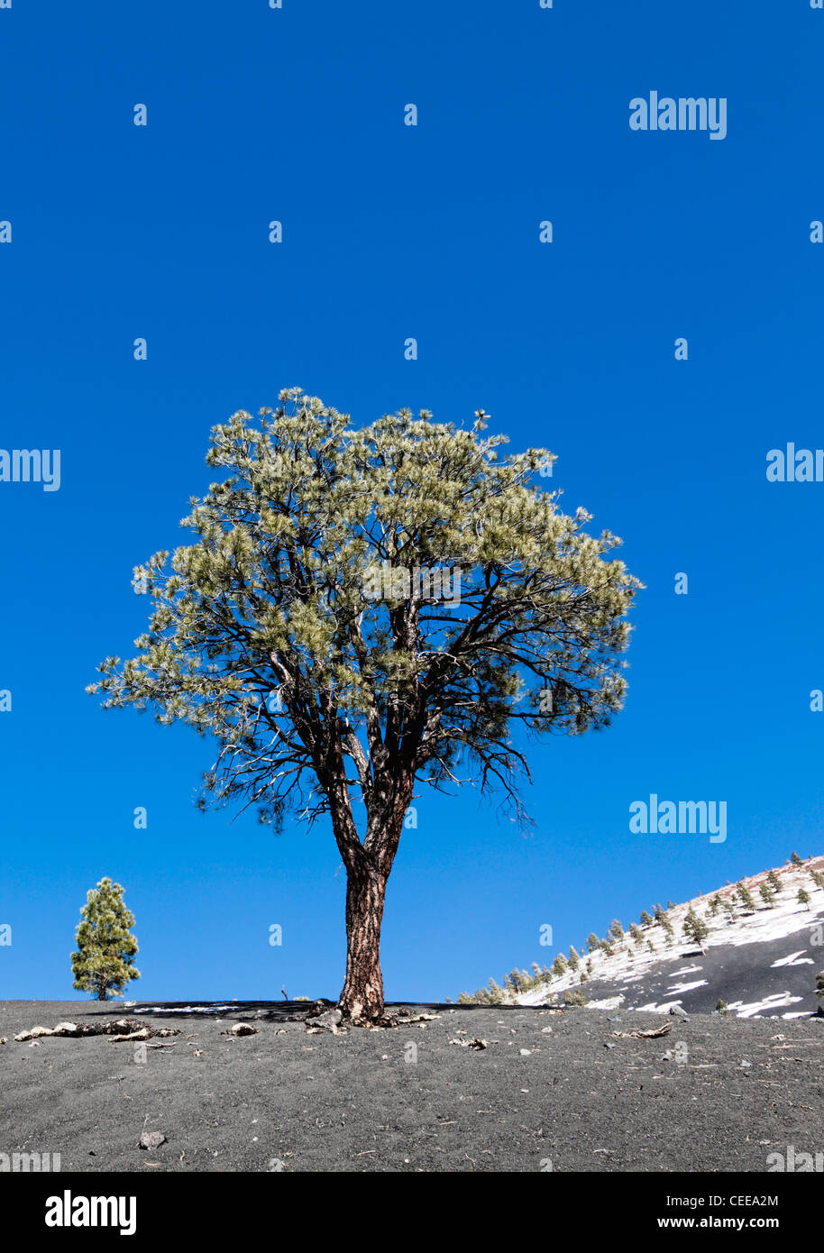 Pine trees on volcanic hi-res stock photography and images - Alamy