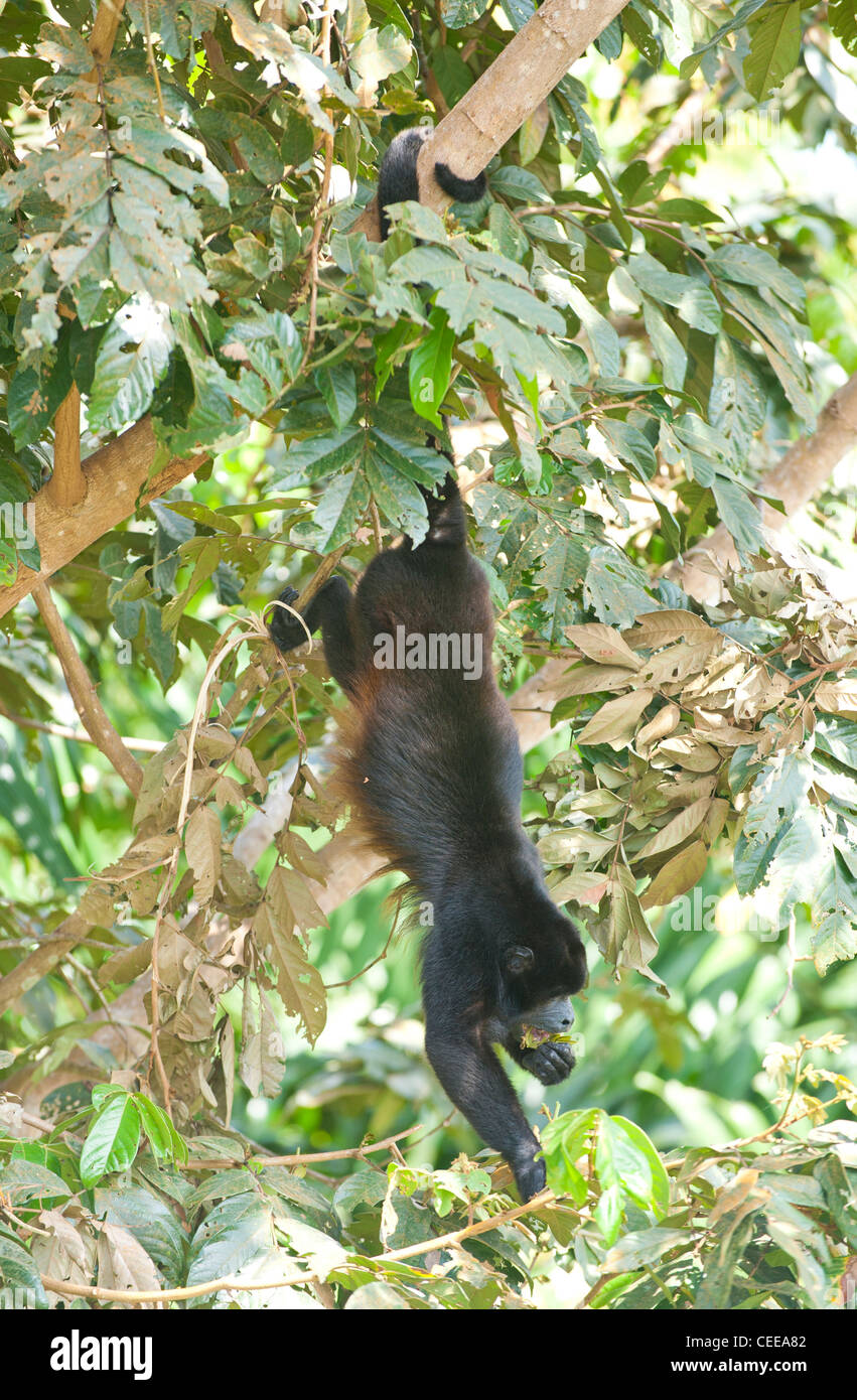 Monkeys on a beach in Costa Rica Stock Photo - Alamy