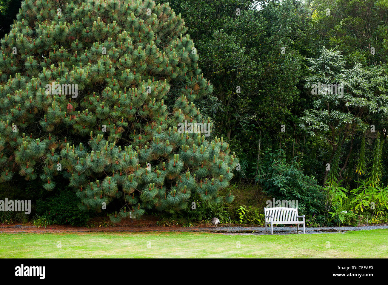 Montezuma rose hi-res stock photography and images - Alamy