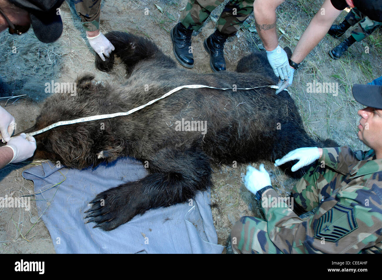 Measurements and fit the bear with a tracking collar th hi-res stock ...