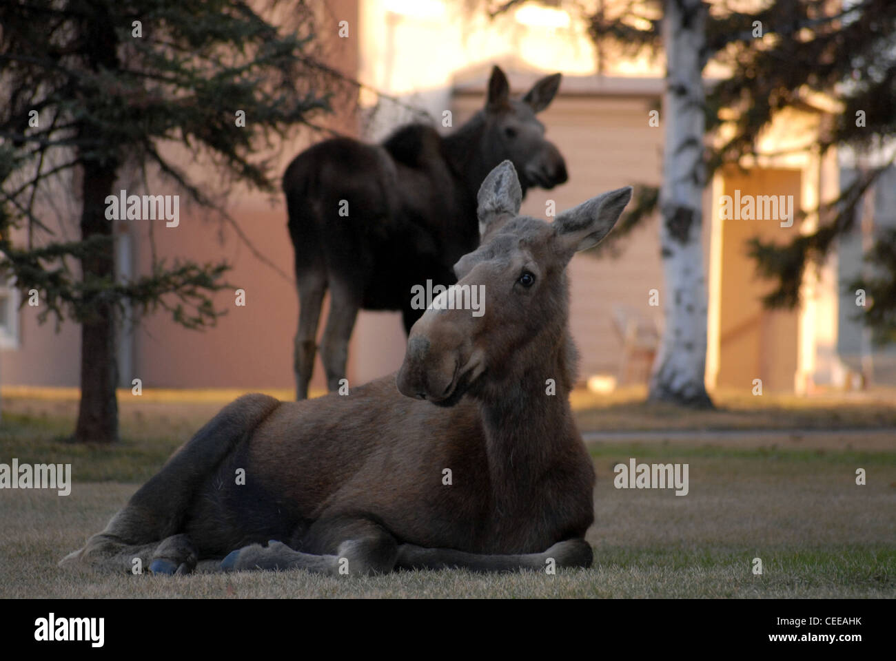 Dormitory beds hi-res stock photography and images - Alamy