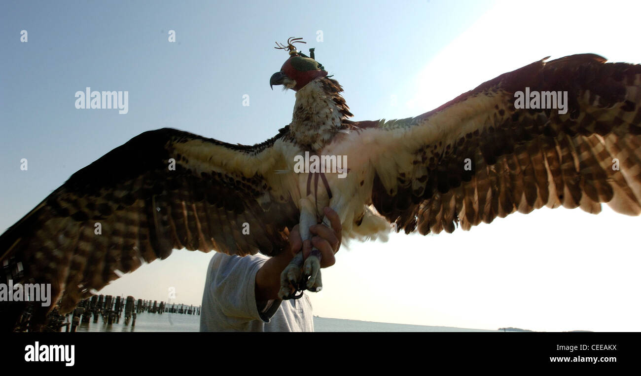 Brian Dorr of the U.S. Department of Agriculture shows the wing span of ...