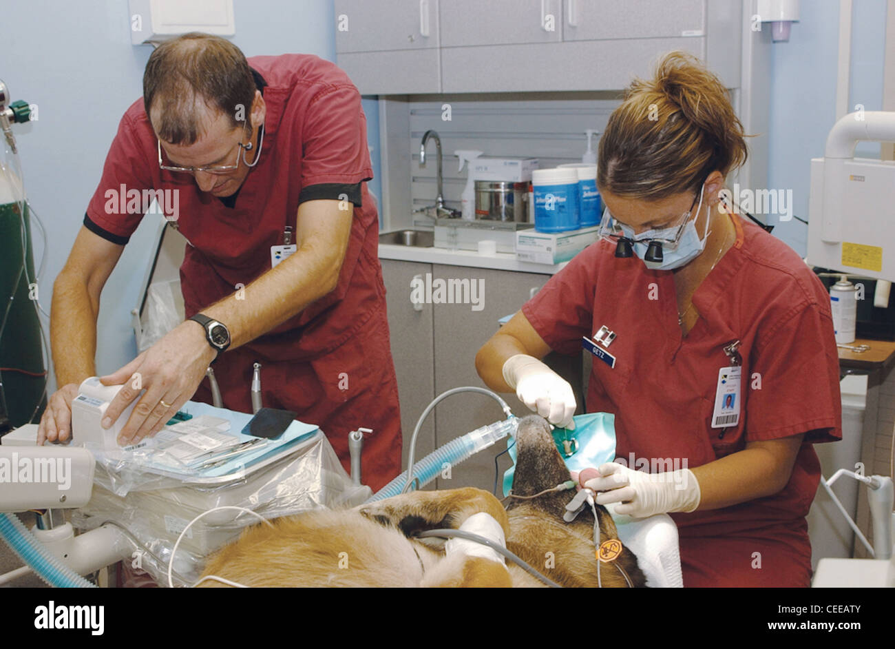Dentist capt dr michelle getz hi-res stock photography and images - Alamy