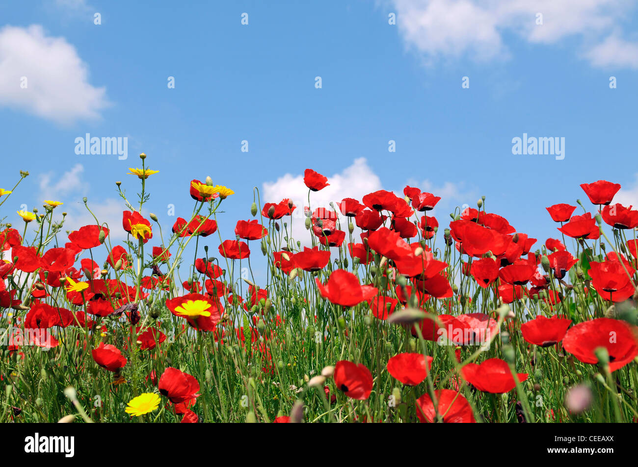Israel spring flower red poppy hi-res stock photography and images - Alamy