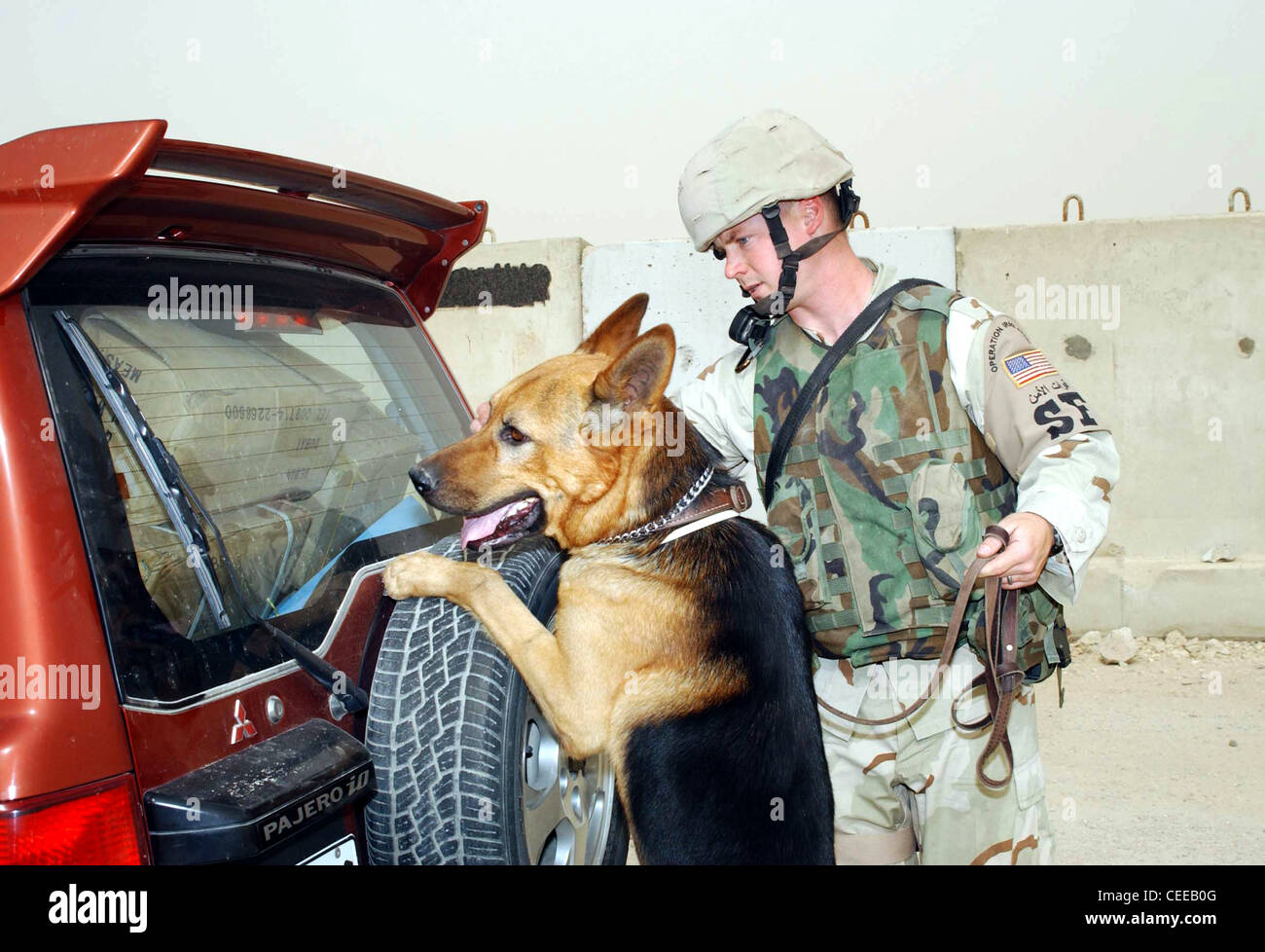 Doran, a 4-year-old explosive patrol dog, searches the back of a ...