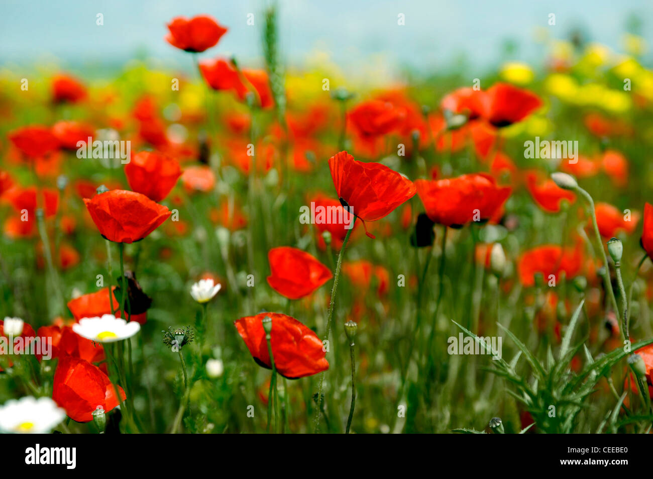 Israel spring flower red poppy hi-res stock photography and images - Alamy